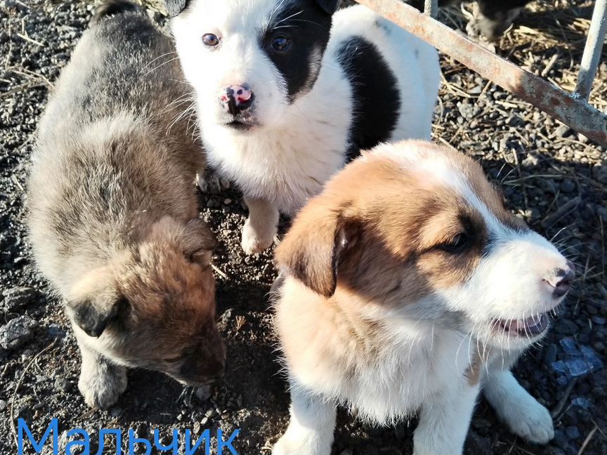 Щенки в добрые руки