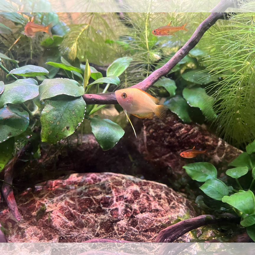 Тетра аманда стайка и гурами медовая самочка