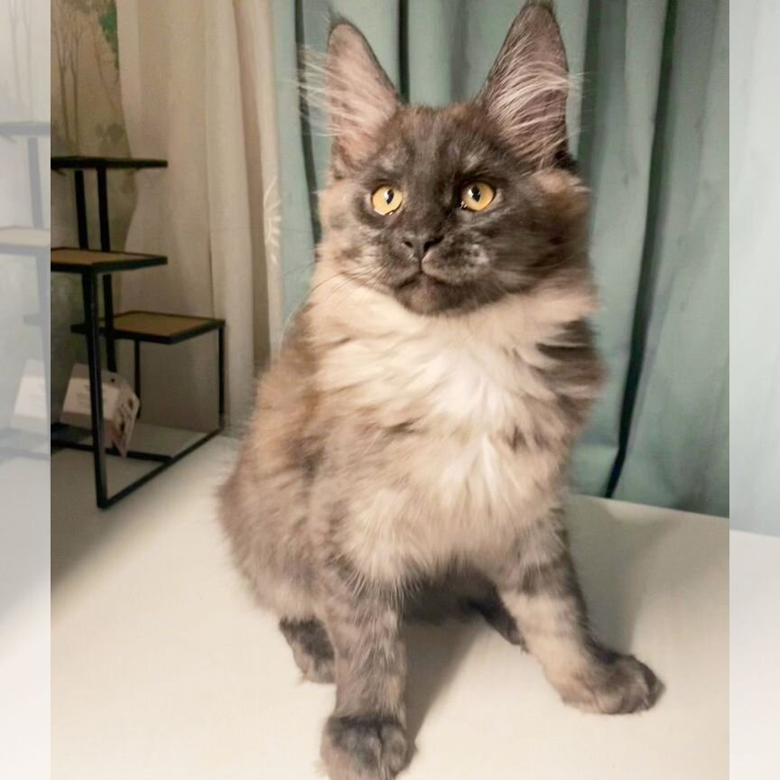 Мейн-кун девочка