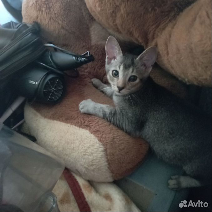Ориентальный котик