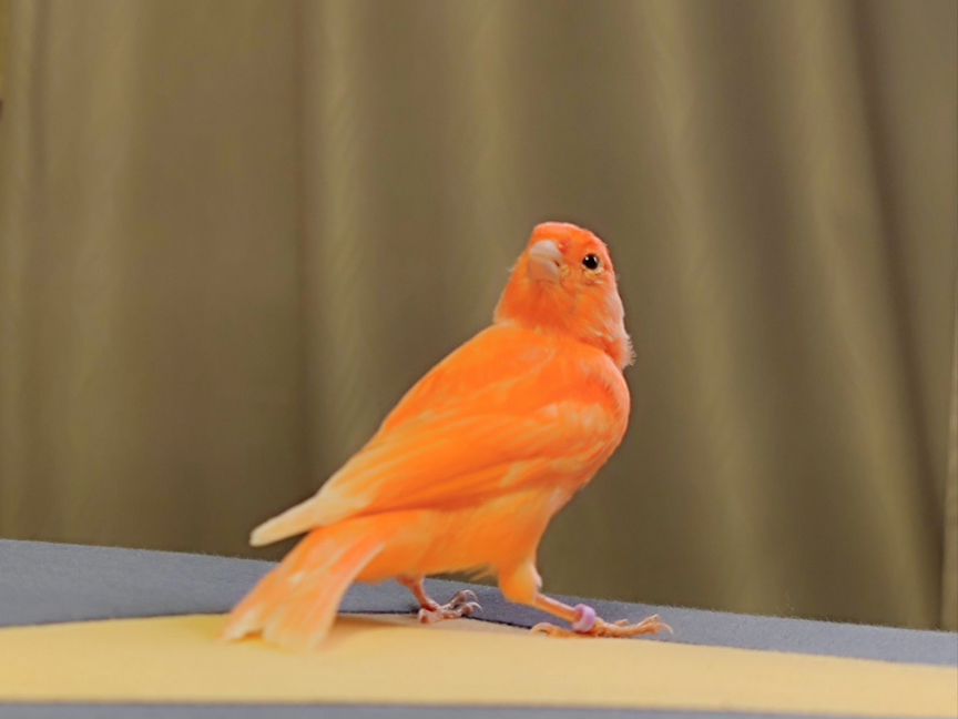 Кенар молодой