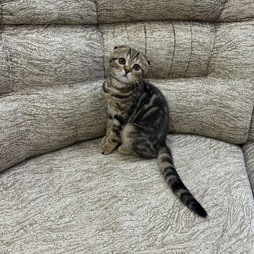 Шотландский вислоухий кот