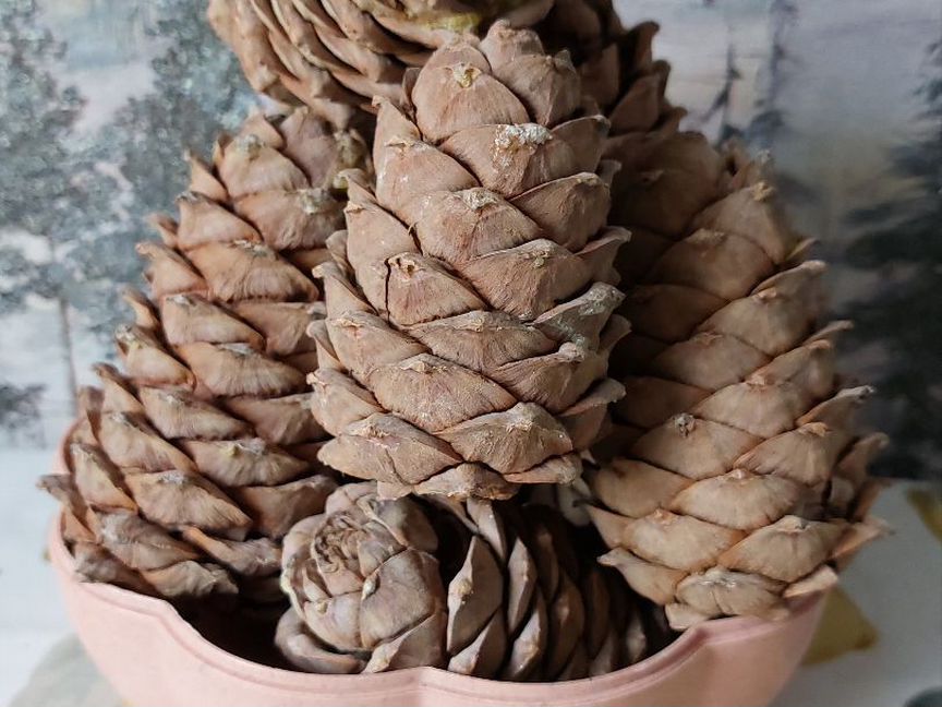 Кадровая шишка с орехами для птиц грызунов