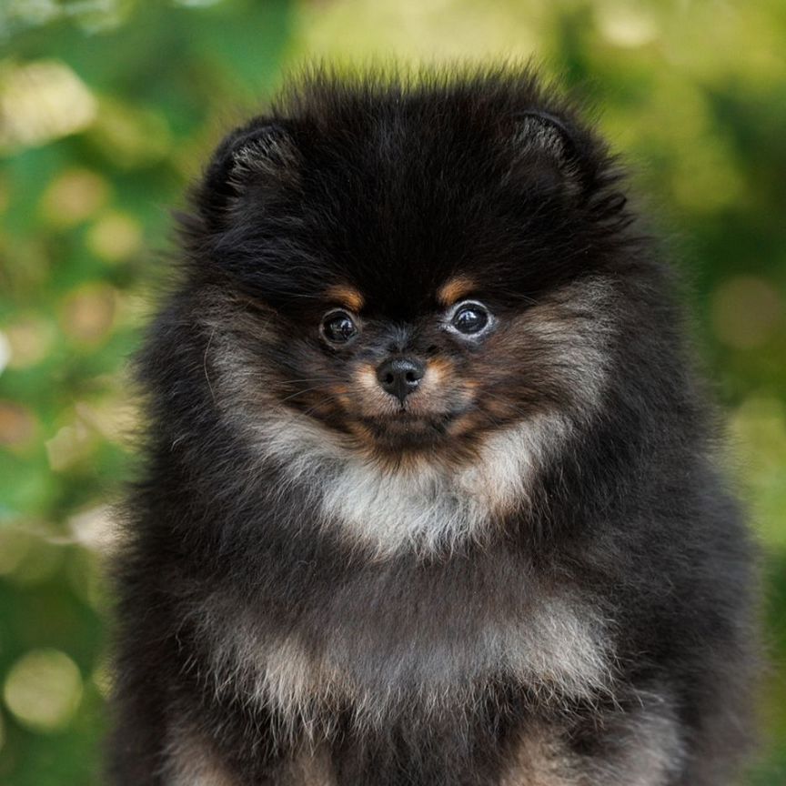 Померанский шпиц мини мишка