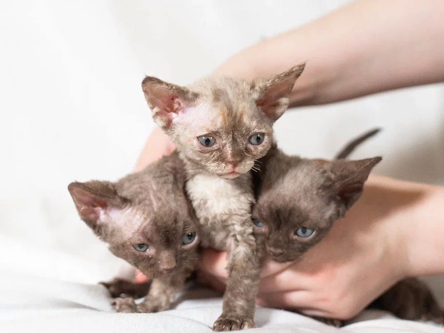 Котята девон-рекс