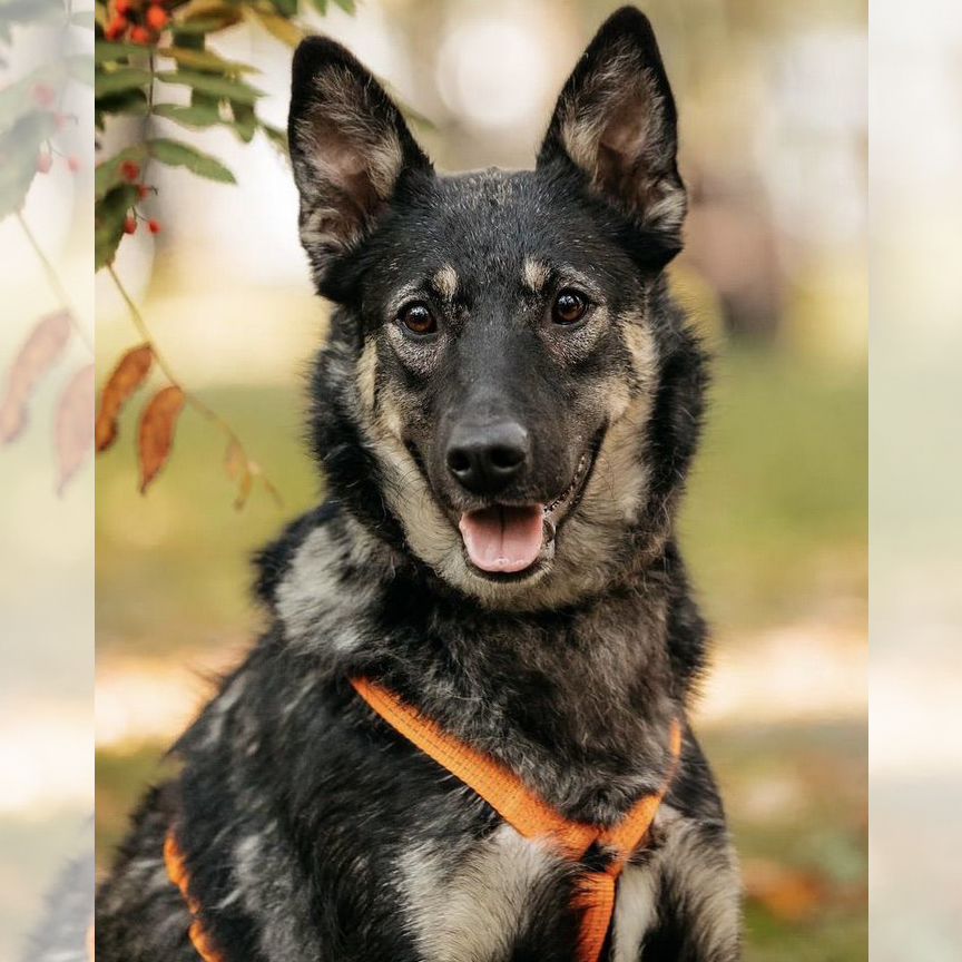 Взрослая собака в добрые руки