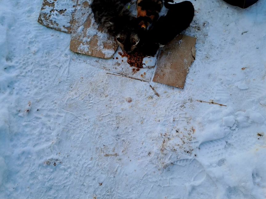 Котята в добрые руки