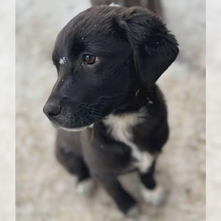 Английский пойнтер, щенок