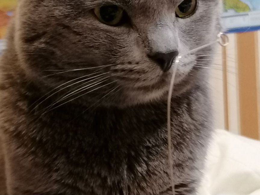 Британские котята