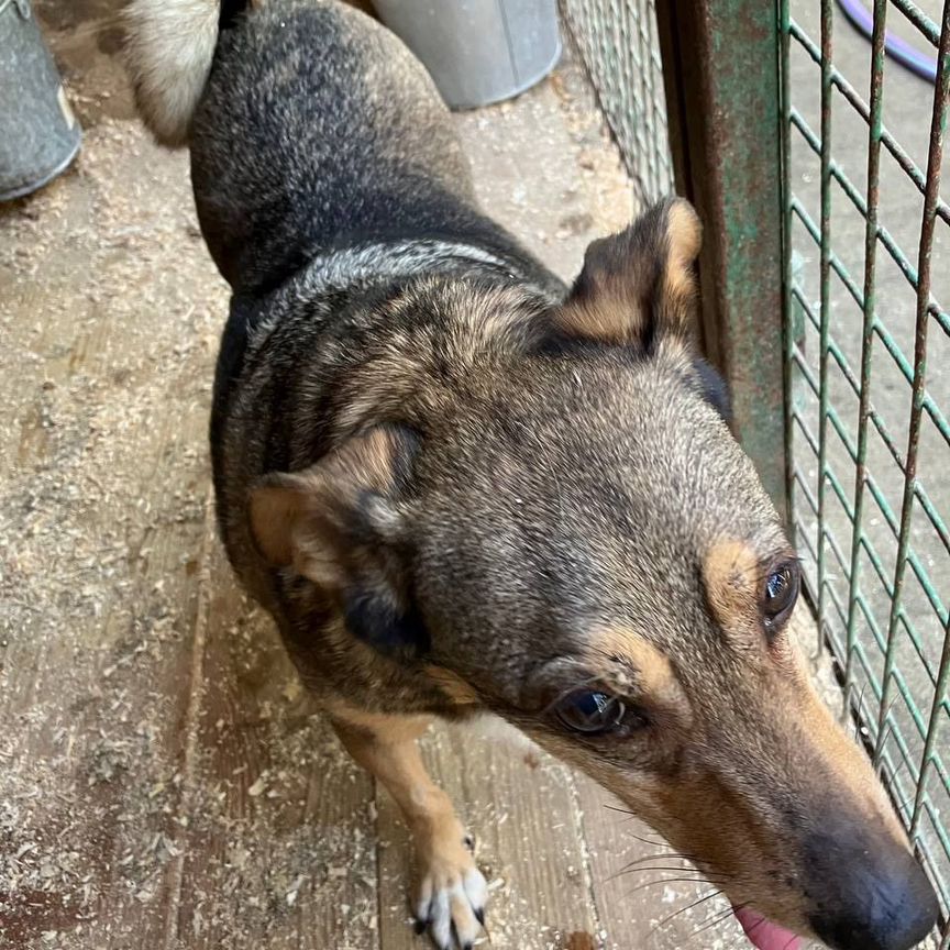 Собачка - Булочка самая дружелюбная собака