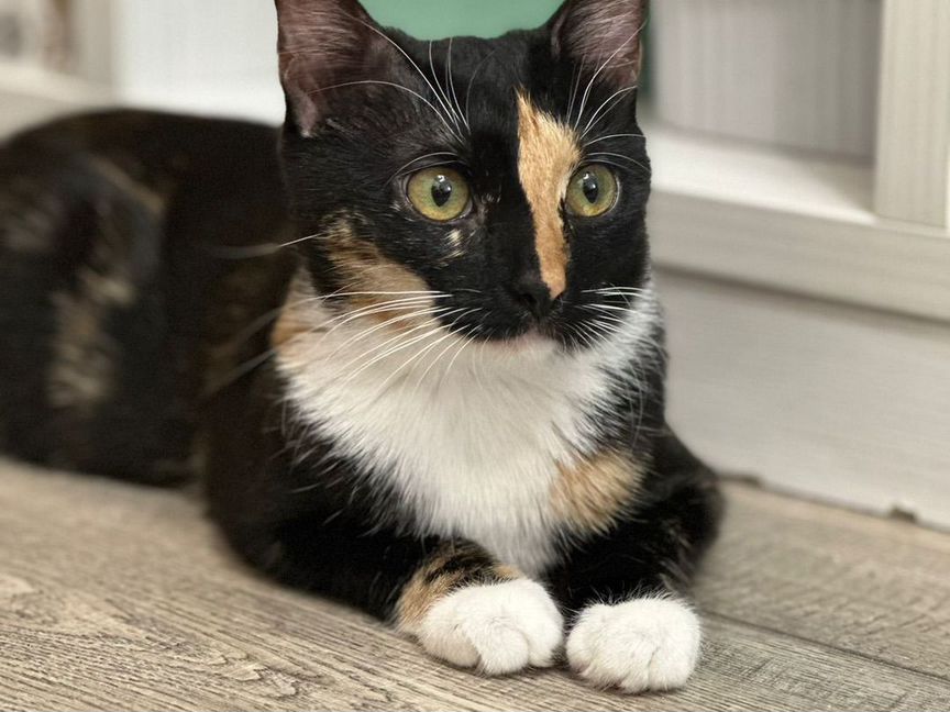 Котенок