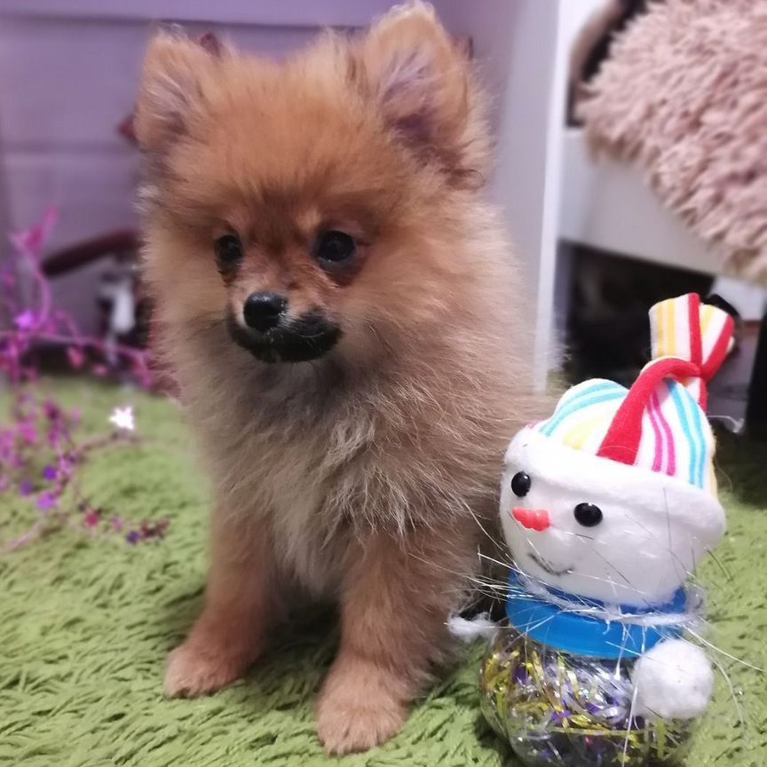 Померанский шпиц, щенок