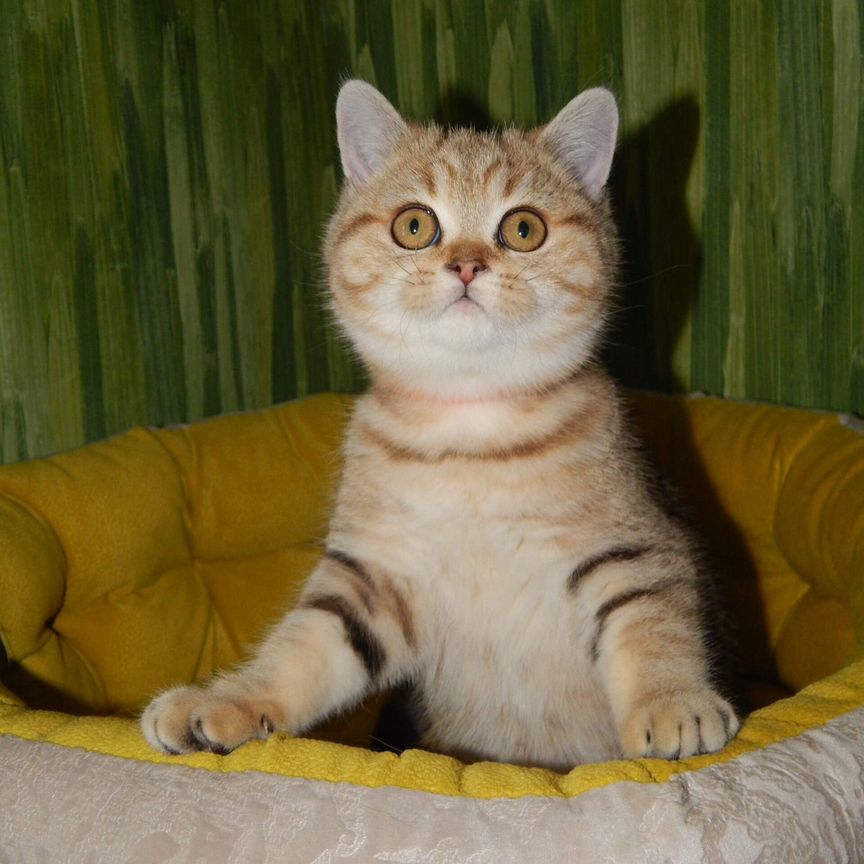 Оливка девчуля