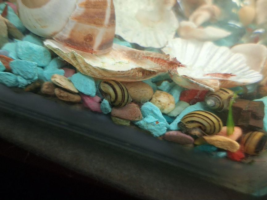 Улитка сфикси