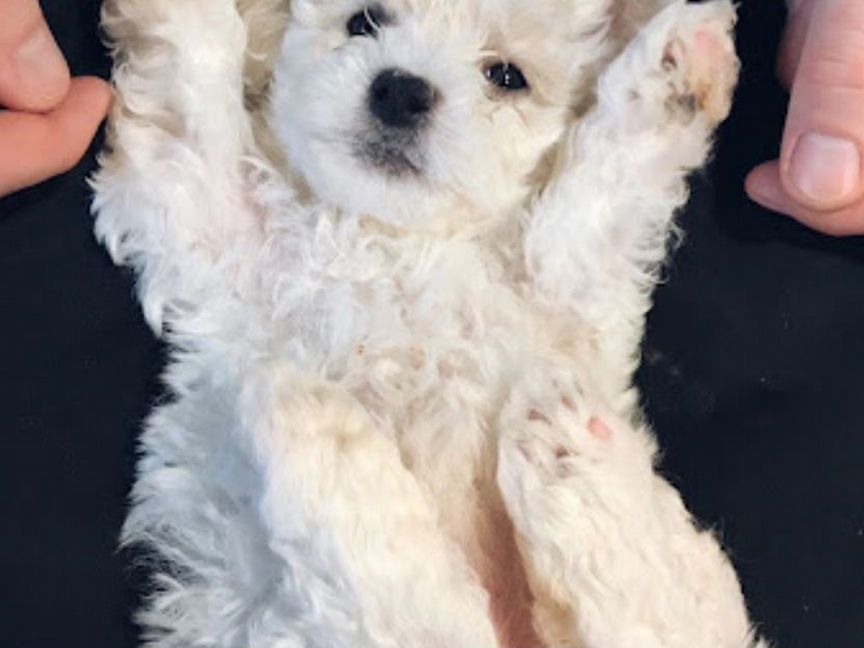 Щенки Бишон Фризе с документами РКФ