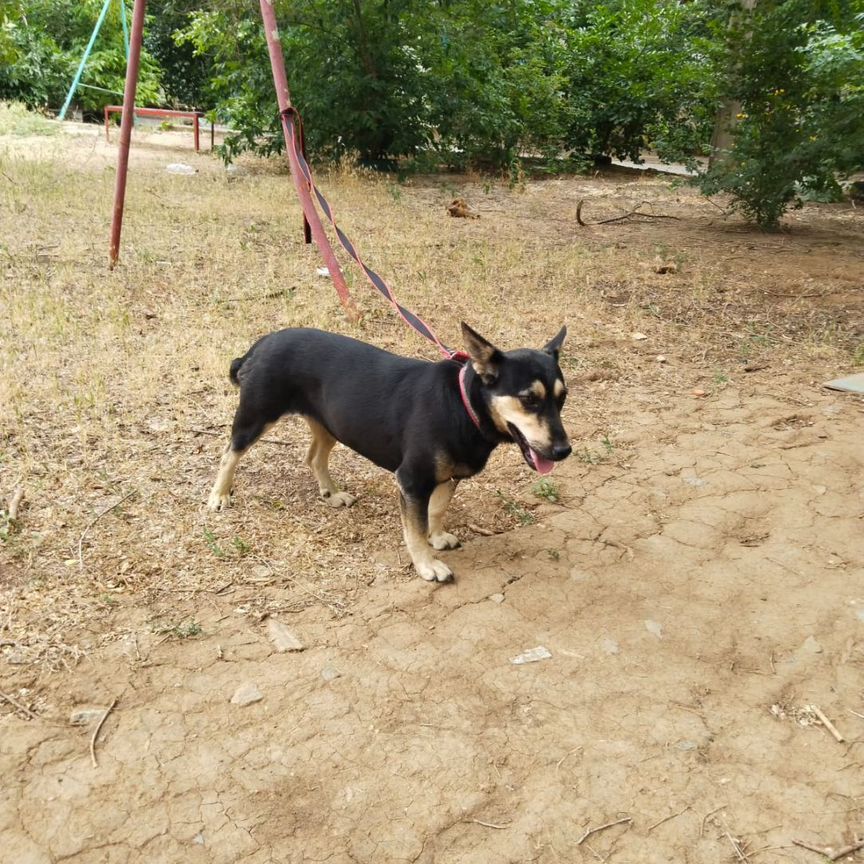 Собачка малорослая в добрые руки