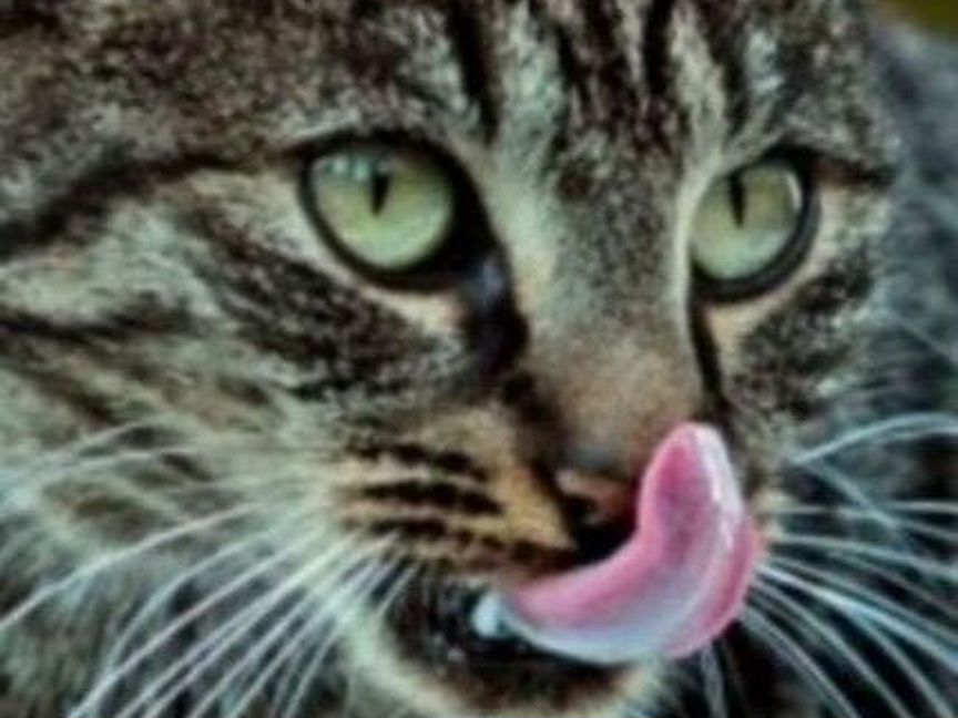 Европейская