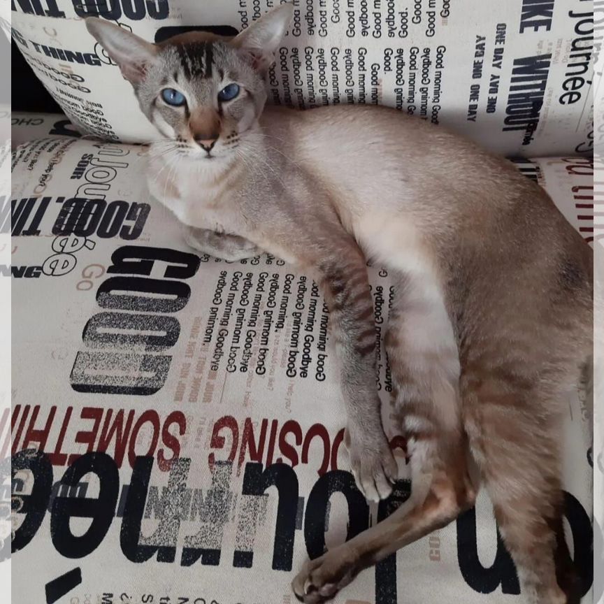 Ориентальный кот