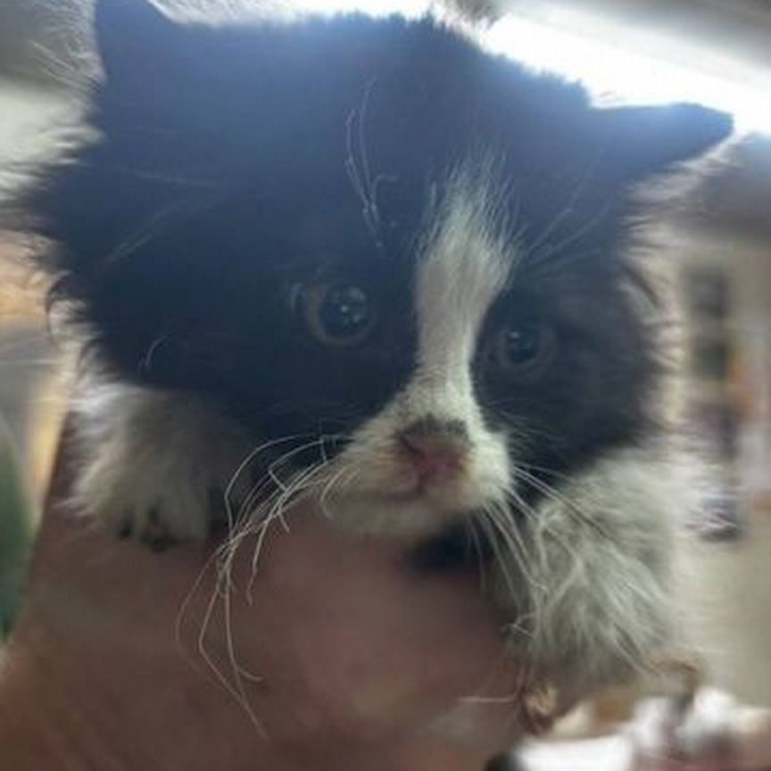 Котенок девочка