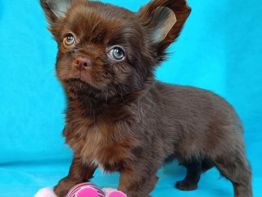Щенки чихуахуа девочки