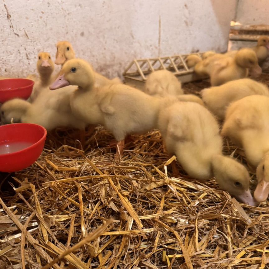 Утята ск6 подрощенные