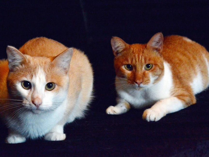 Укотовление