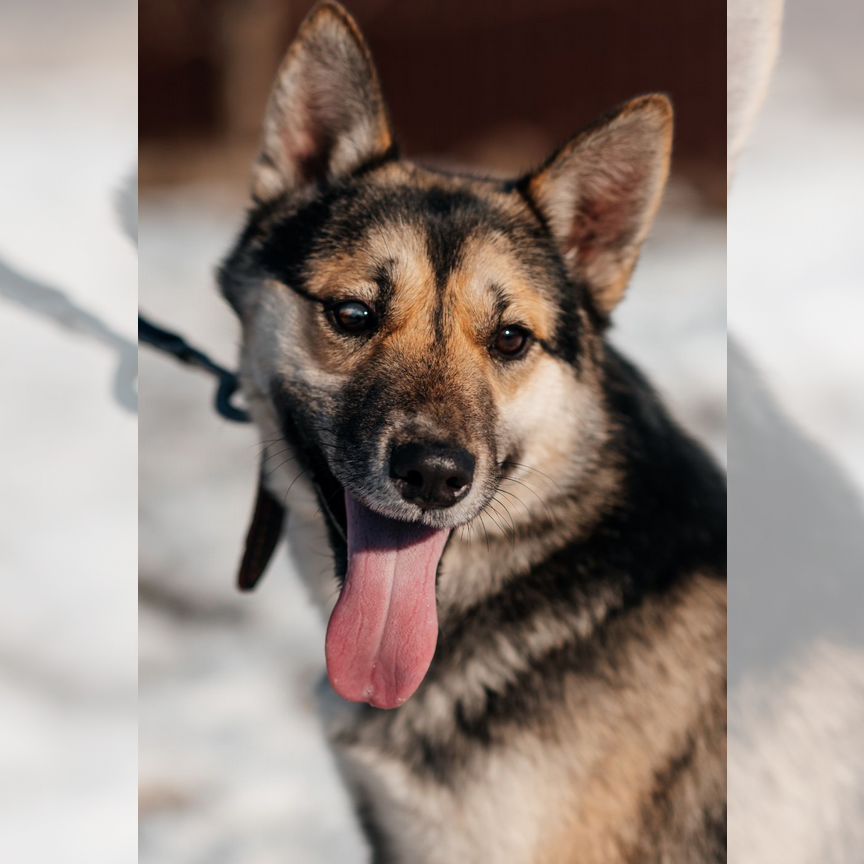 Собака в добрые руки