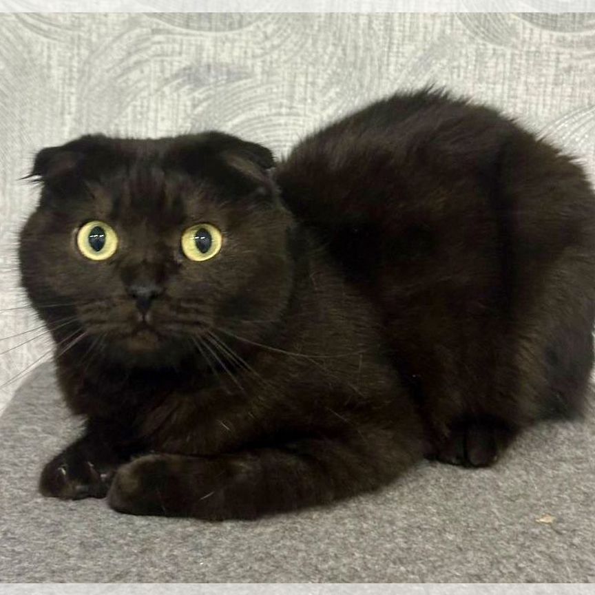 Шотландская вислоухая короткошёрстная, взрослая кошка