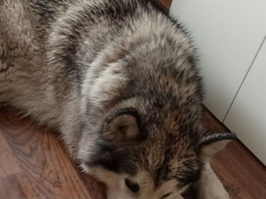 Отдам кота в добрые руки аляскинского маламута