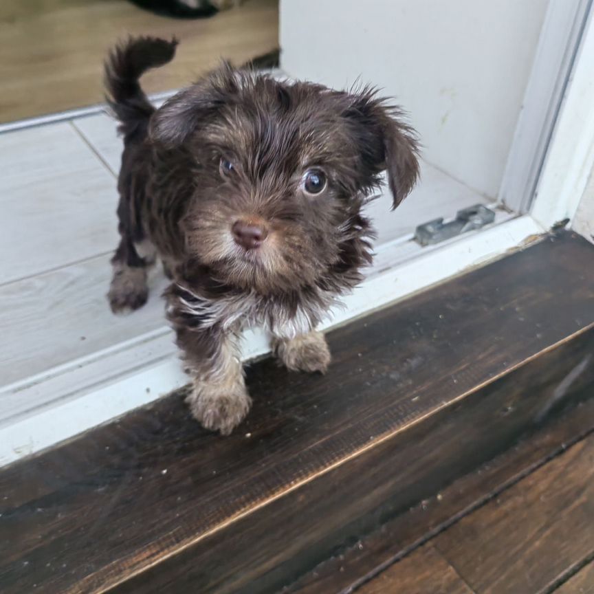 Щенки бевера