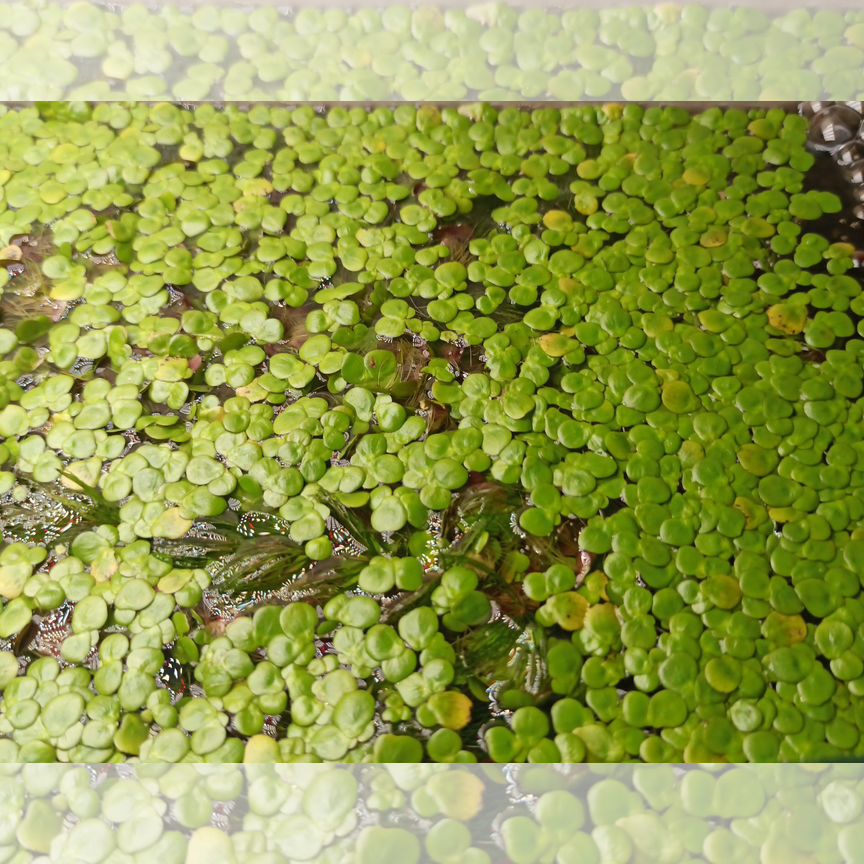 Ряска для аквариума