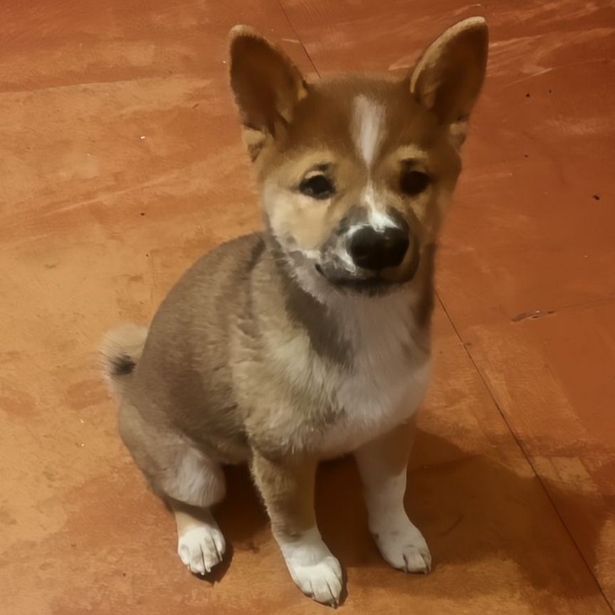 Сиба-ину, щенок