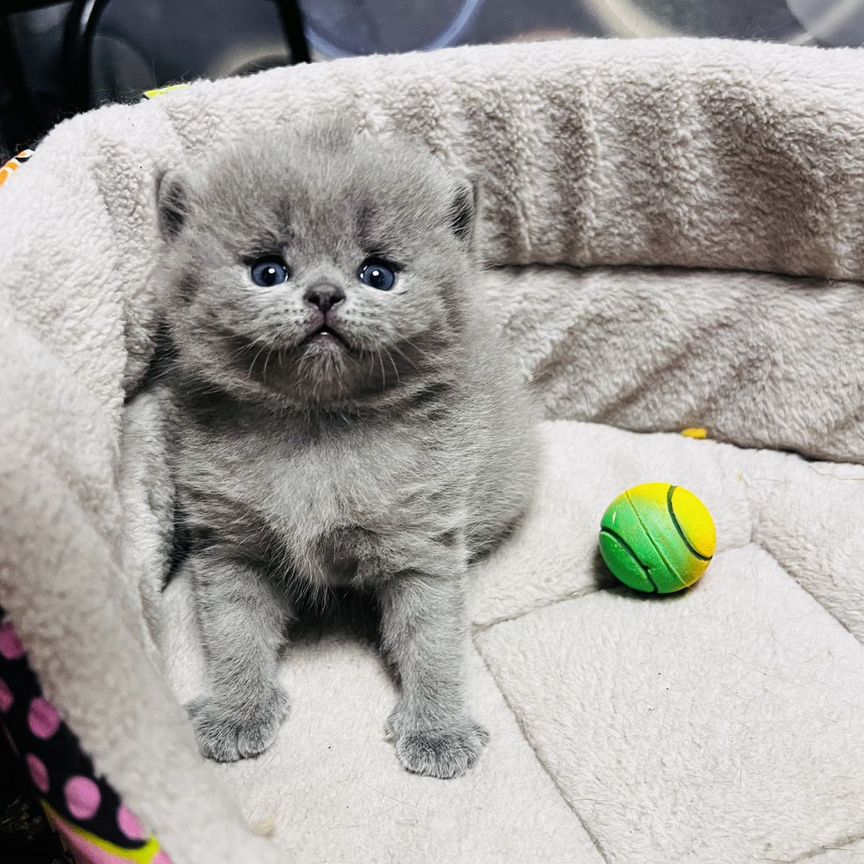 Британский короткошёрстный котёнок
