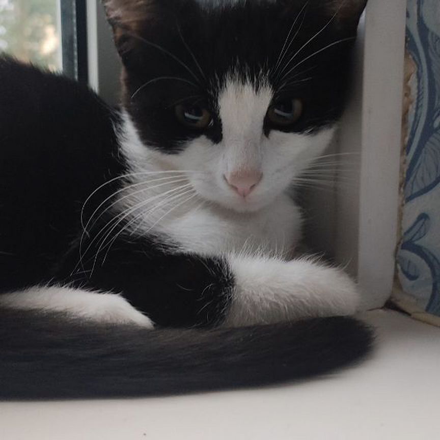 Котенок в добрые руки