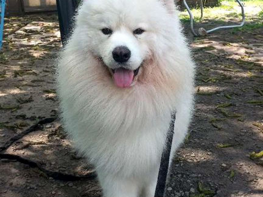 Самоедская лайка. Кобель на вязку