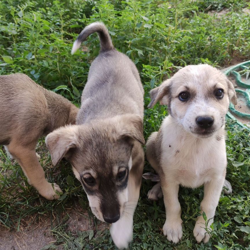 Щенки звоночки бесплатно