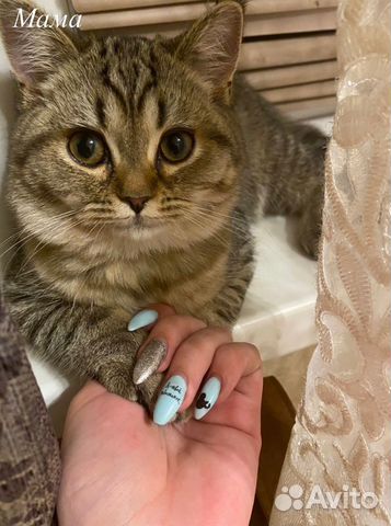 Британские котята