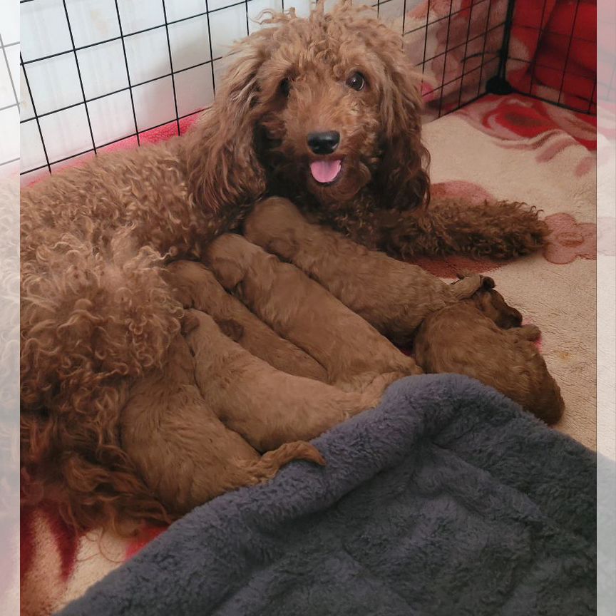 Той-пудель, щенок