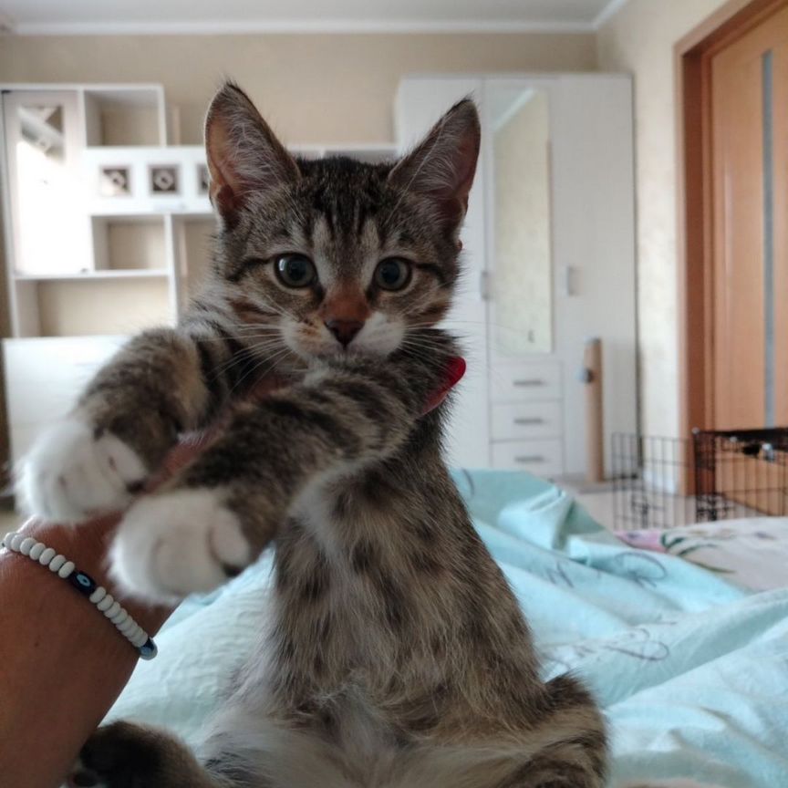 Котенок мальчик