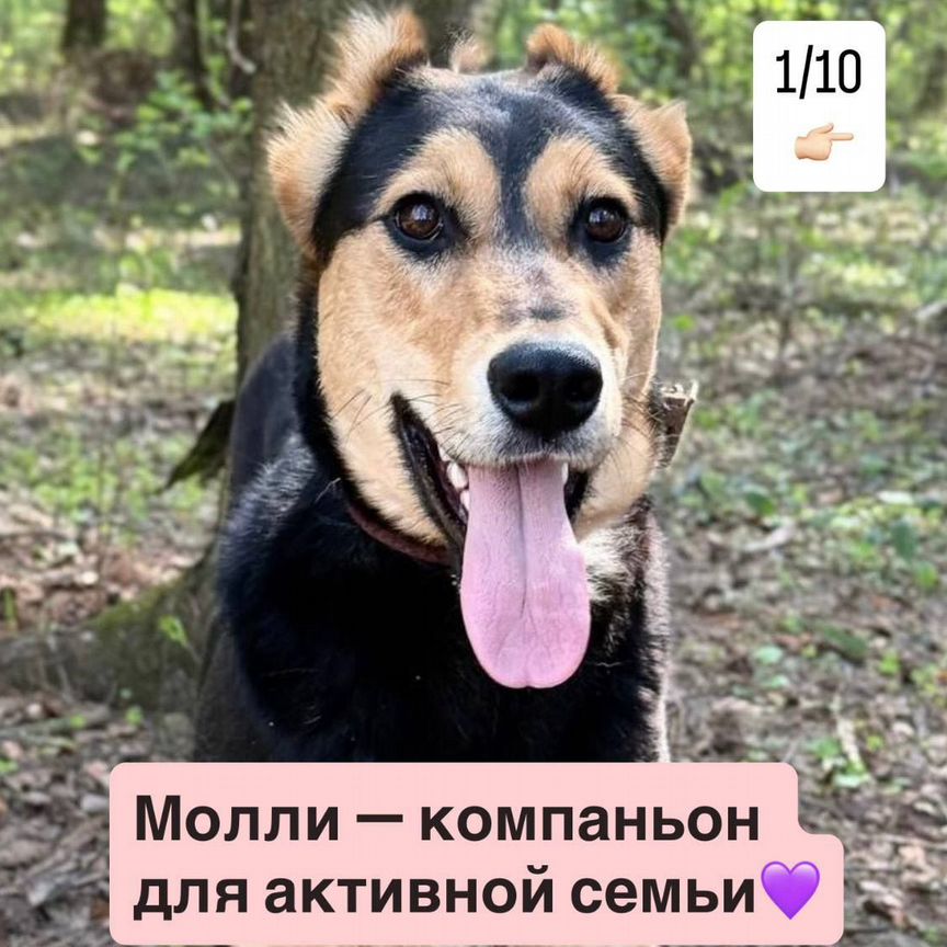 Взрослая собака в добрые руки