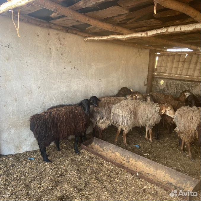 Племенные бараны эдильбай