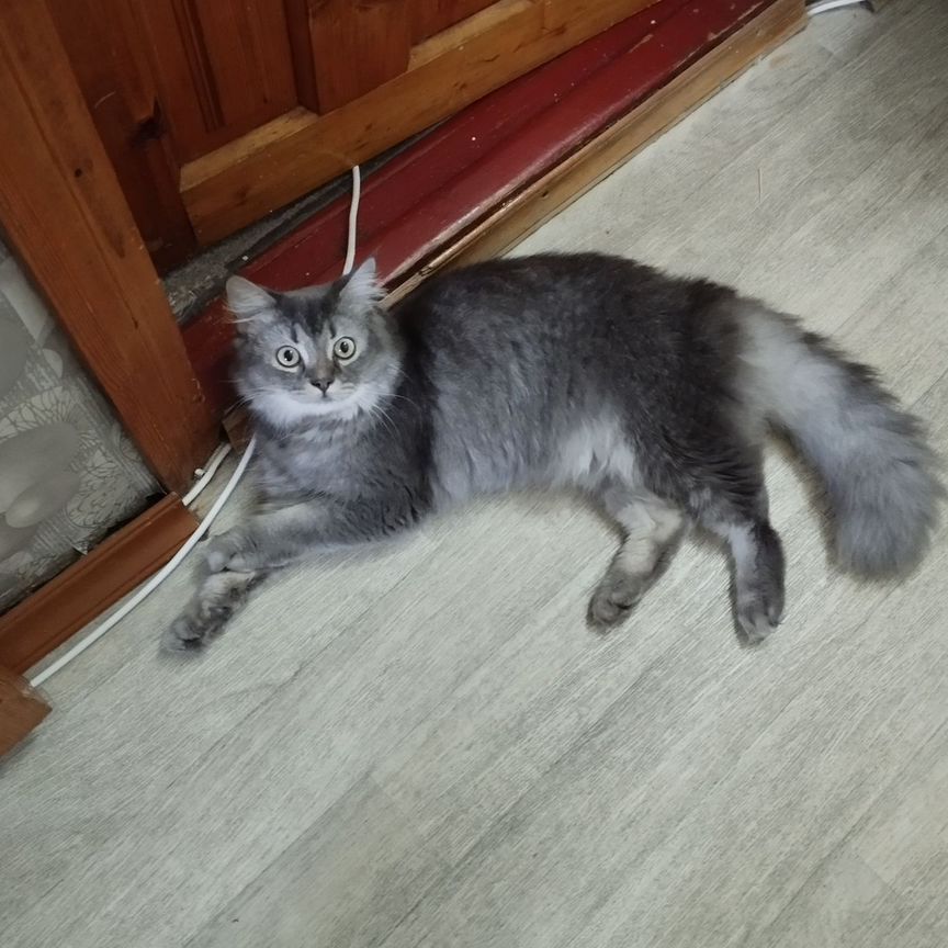 Отдам в добрые руки