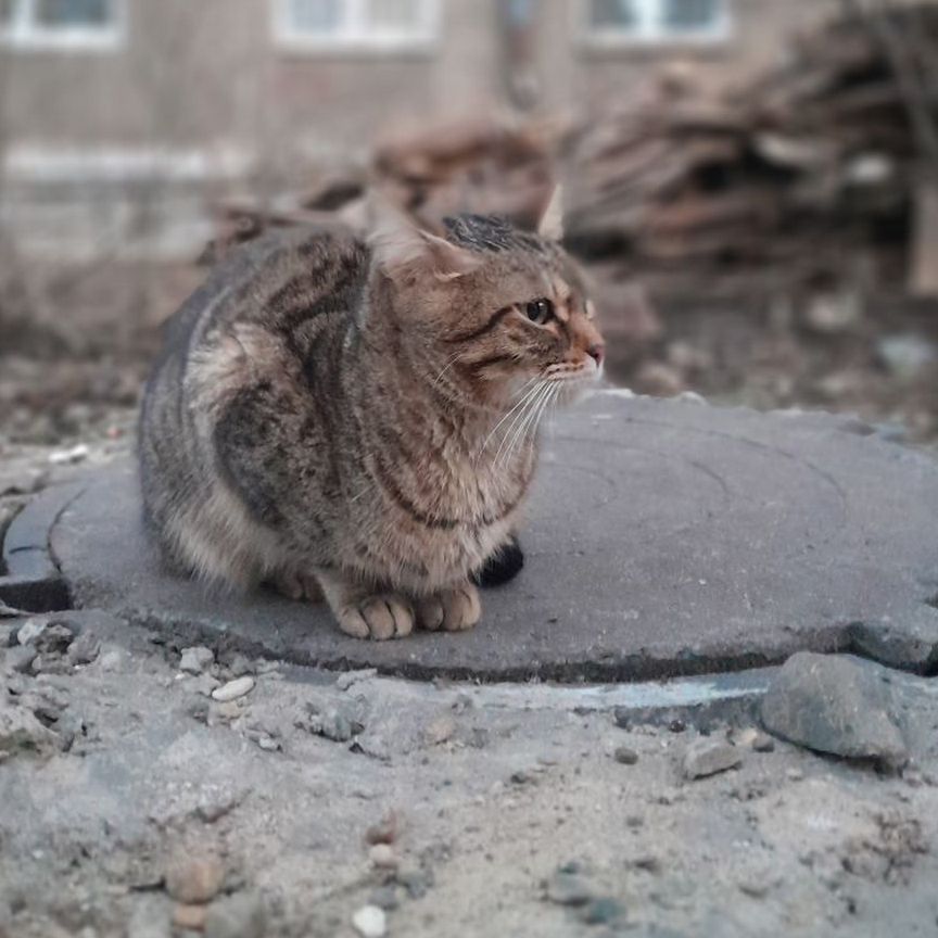 Котёнок в добрые руки