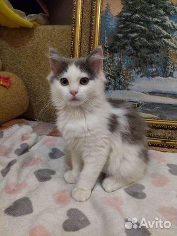 Котёнок Хомячок ищет маму