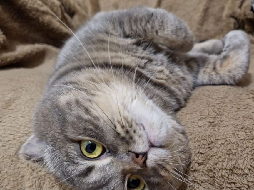 Кот вязка