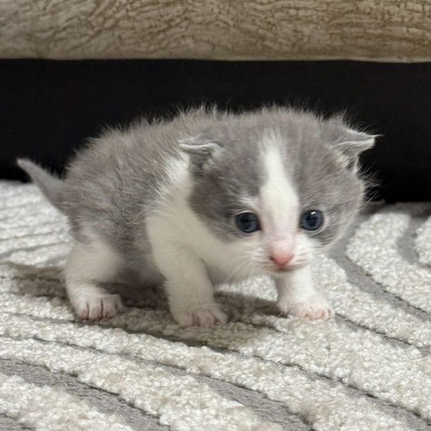 Шотландский вислоухий короткошёрстный котёнок