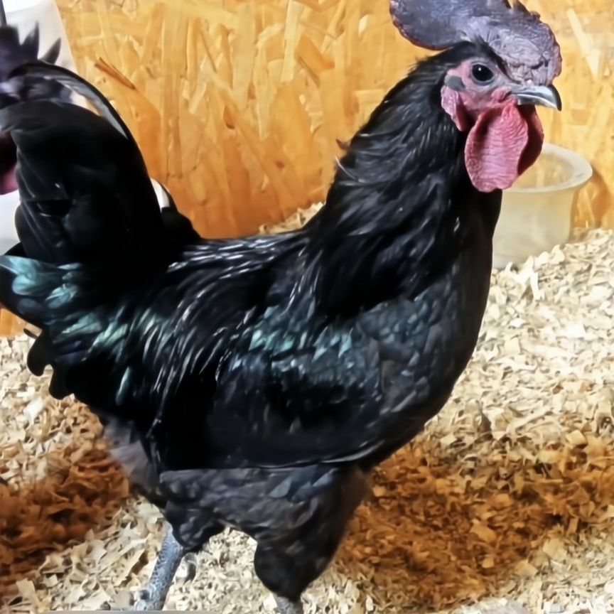 Петушки уейхилюй