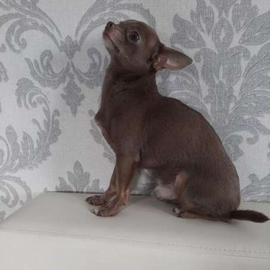 Чихуахуа мини