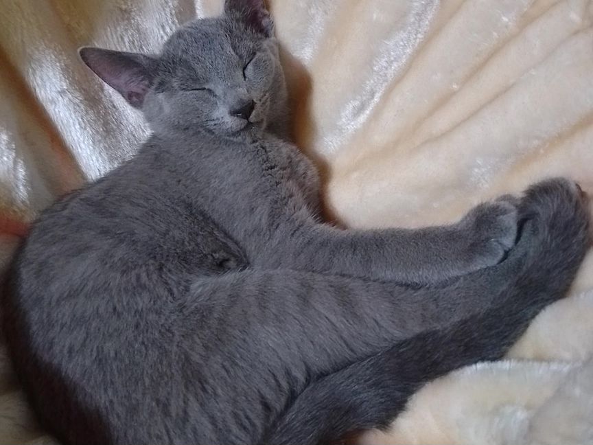 Русский голубой котенок