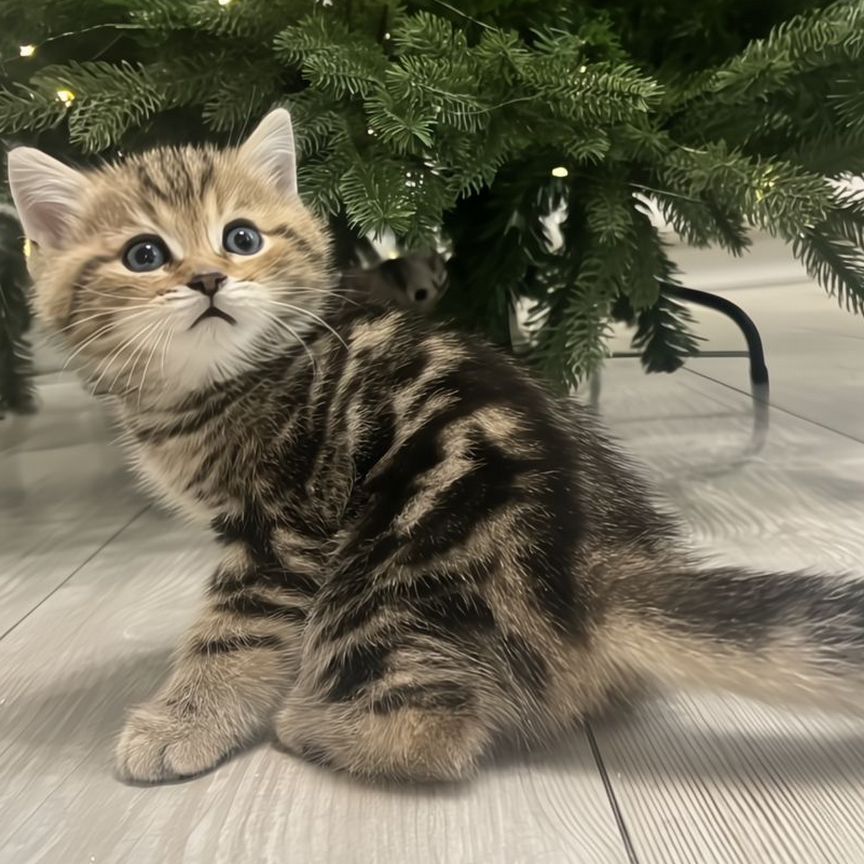 Шотландский прямоухий короткошёрстный котёнок